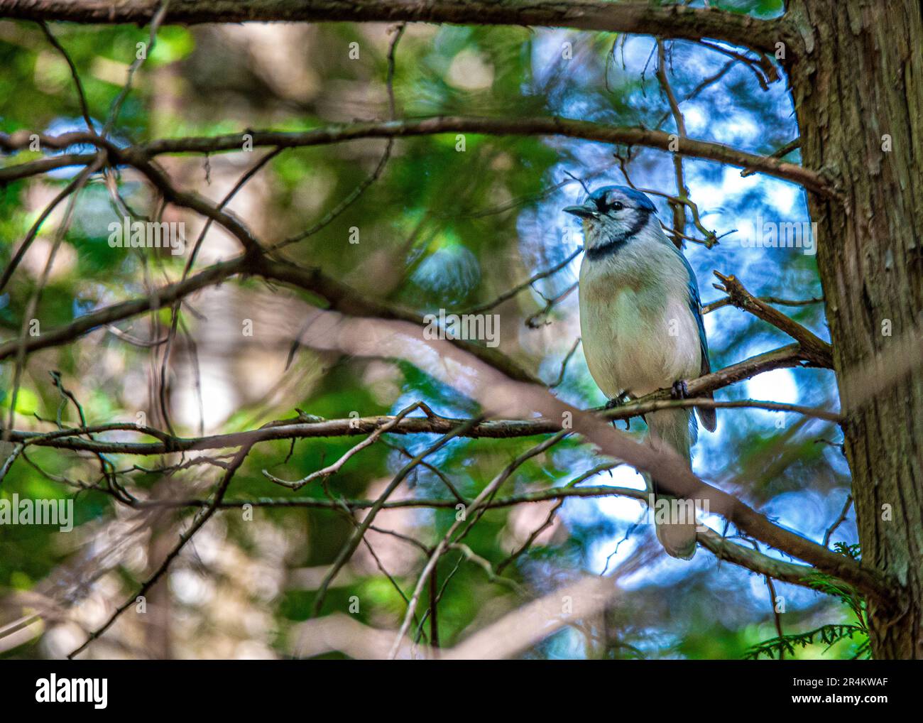 Blue jay photo gallery hi-res stock photography and images - Alamy