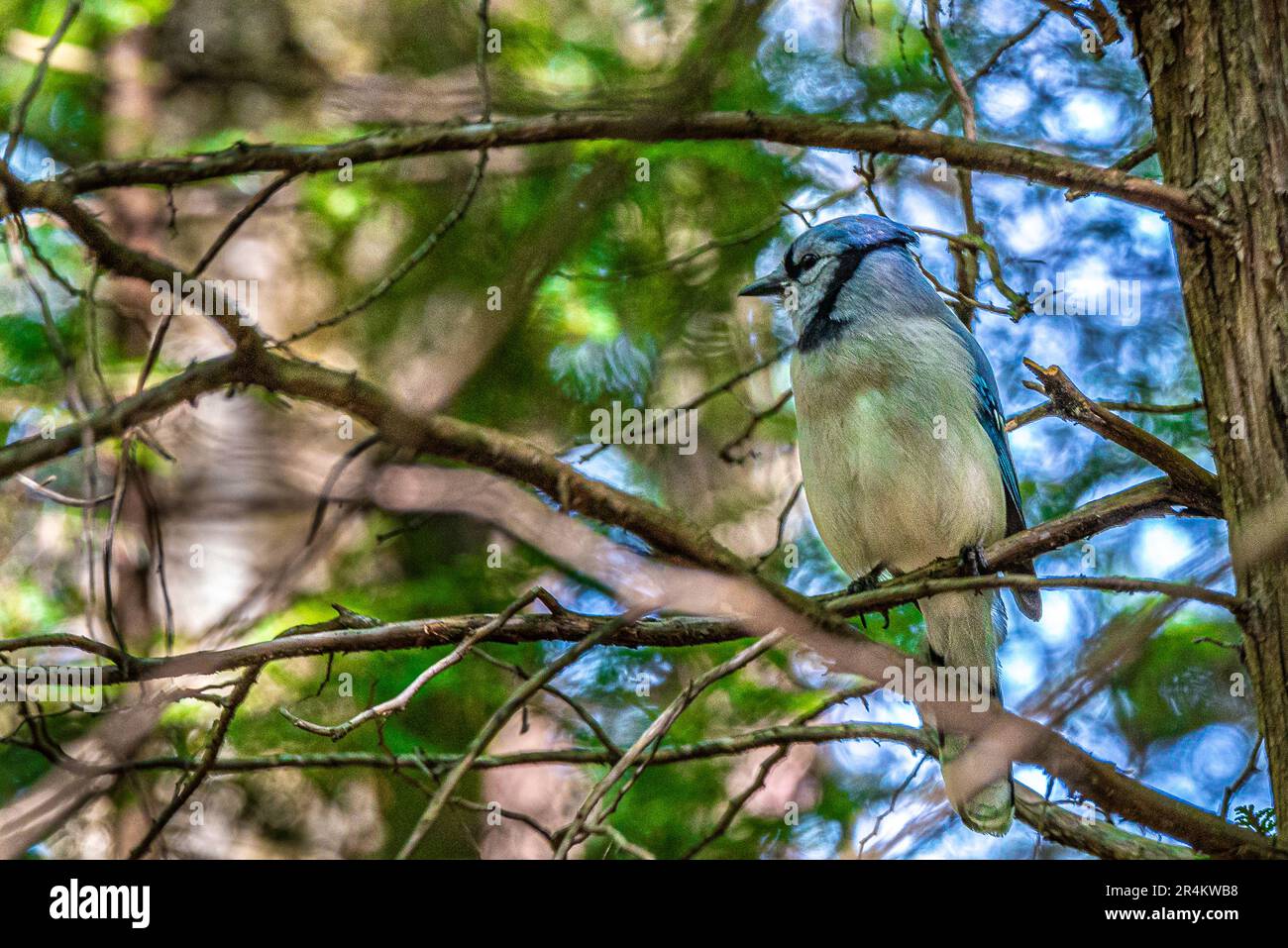 Blue jay photo gallery hi-res stock photography and images - Alamy
