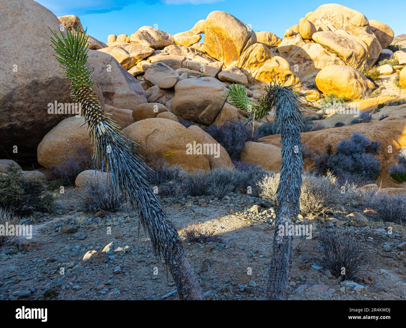 Monzogranite fins hi-res stock photography and images - Alamy