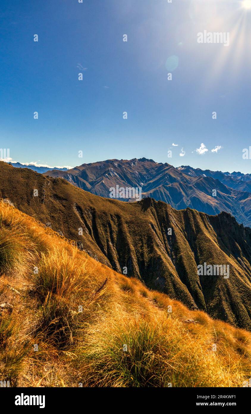 Tussock covered alpine slopes high in the mountain range at Isthmus ...