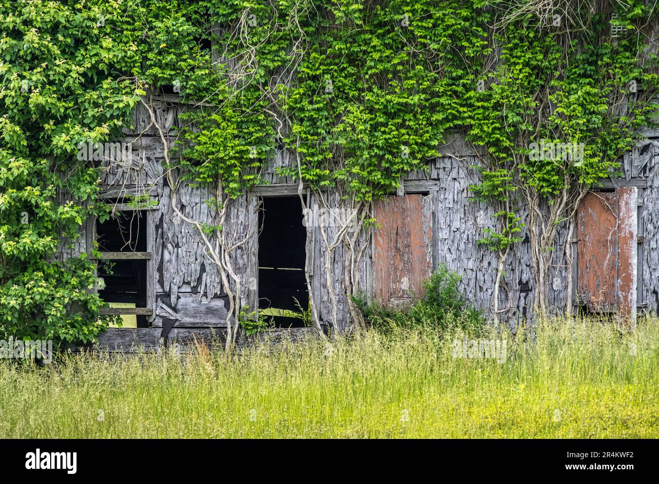 Overgrown 1890 Shingle House, the last remaining building of the ...