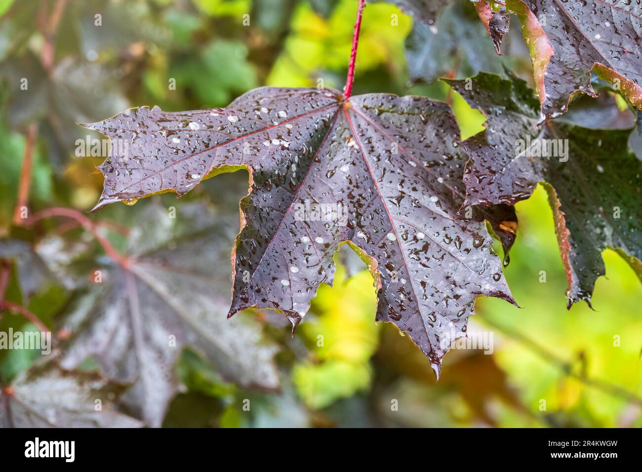 Acer platanoides, the Norway maple, fresh wet maple leaves with rain ...