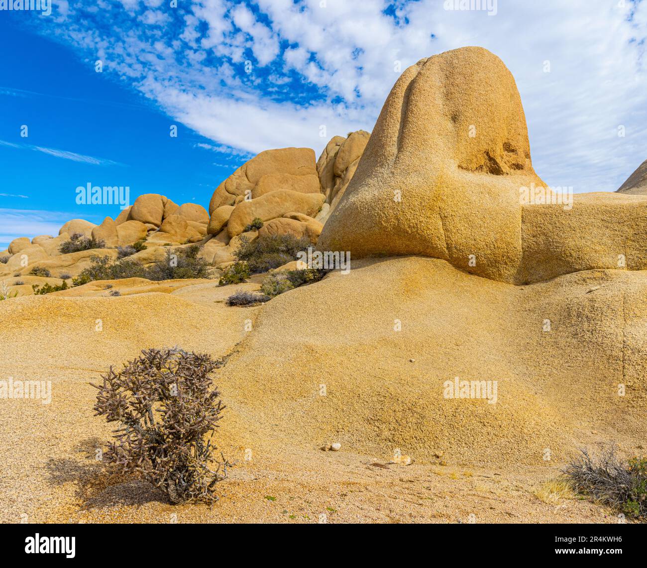 Cactus and Rock Formations on The Skull Rock Nature Trail, Joshua Tree ...