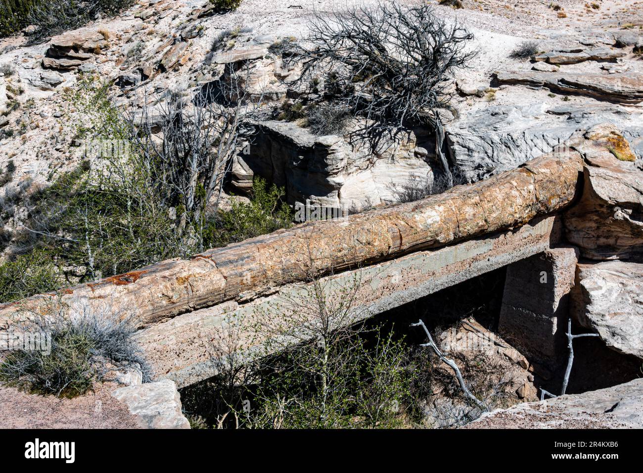 Petrified forest route 66 hi-res stock photography and images - Alamy