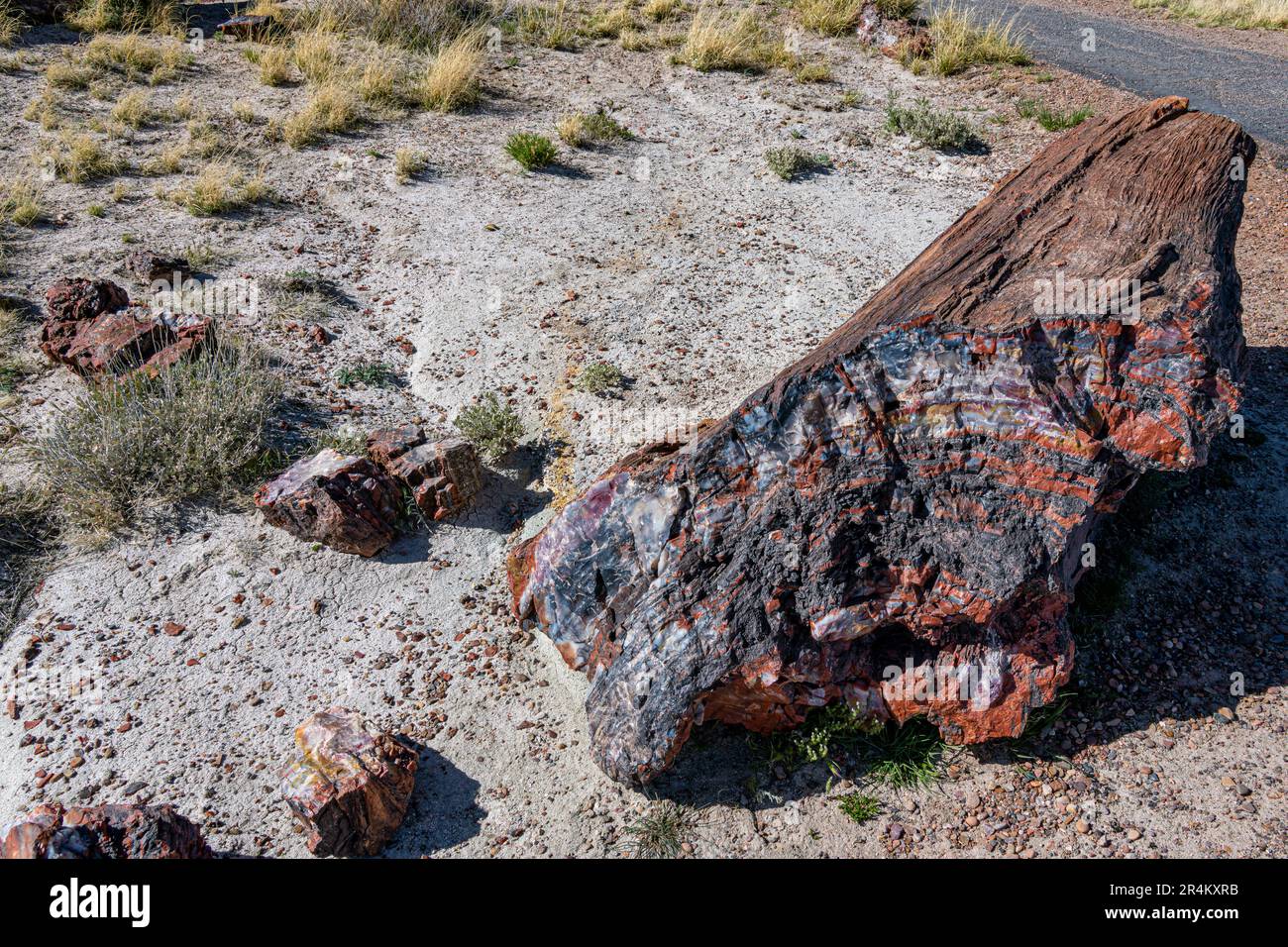 Beautiful colrs in Petrified Trees in Petrified Forest National Park ...