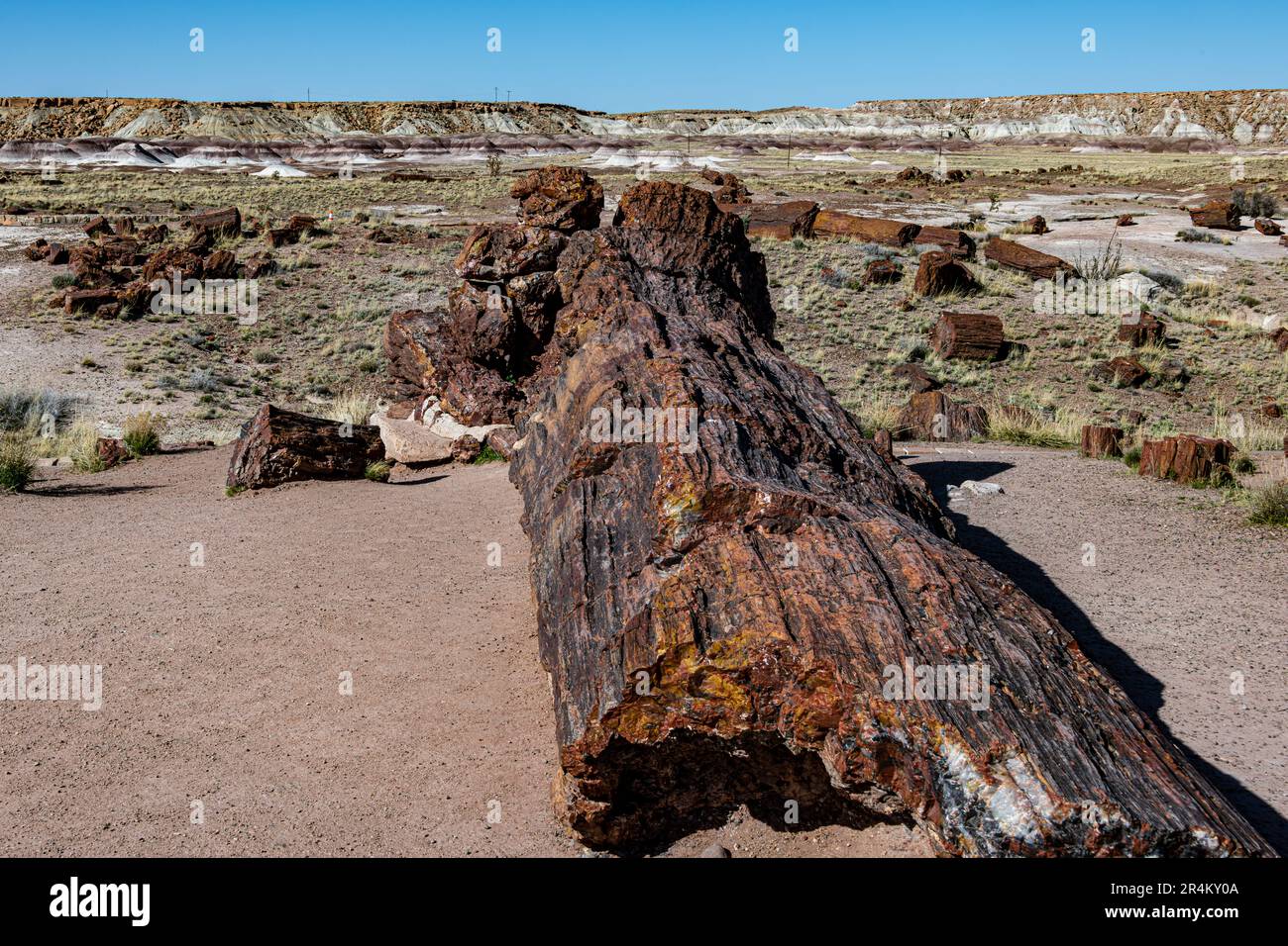 Beautiful colrs in Petrified Trees in Petrified Forest National Park ...
