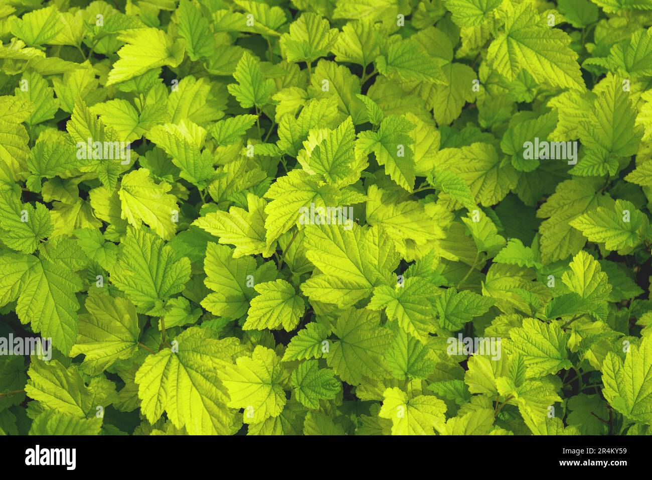 Natural background of yellow-green leaves Stock Photo - Alamy