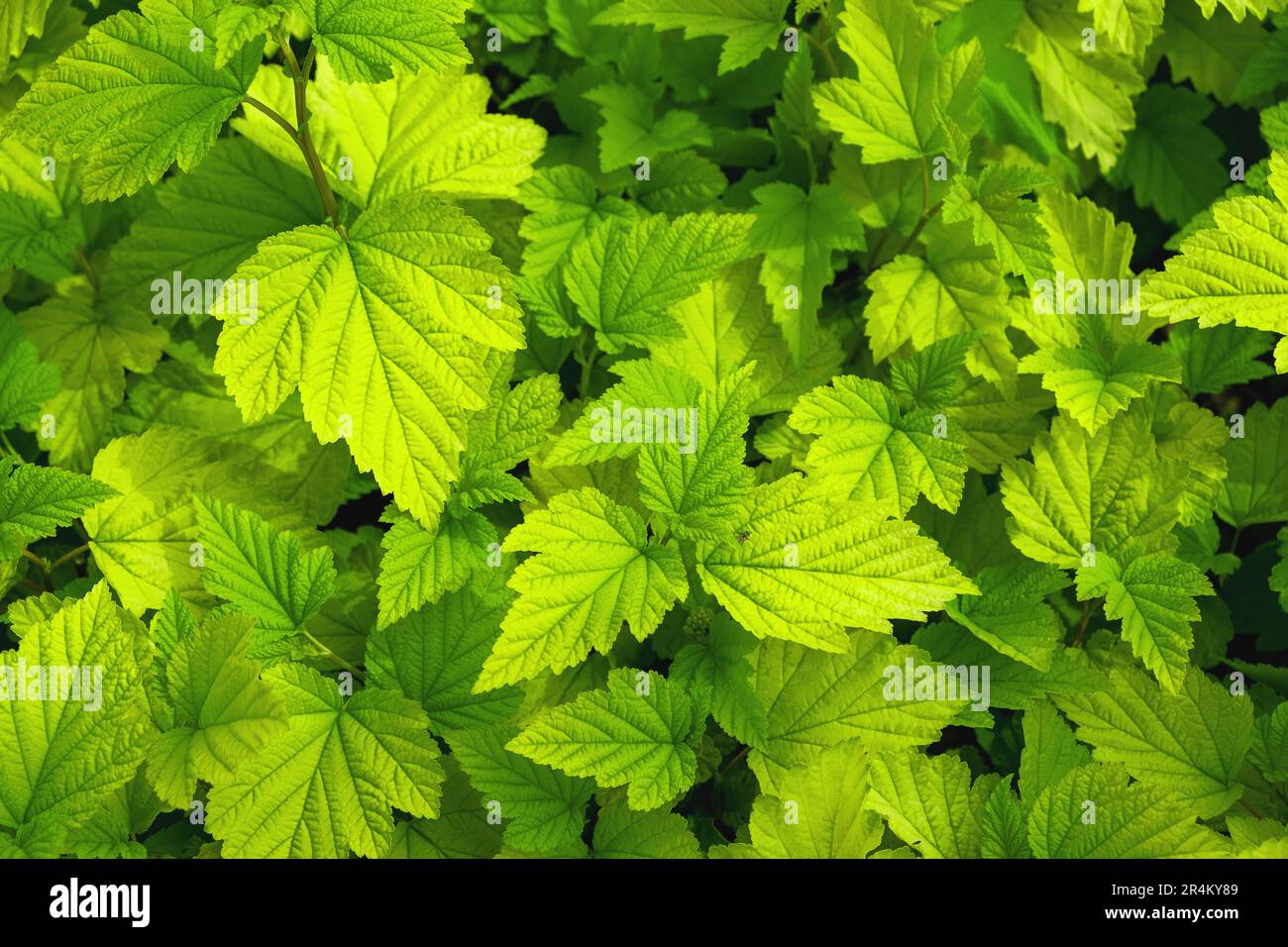 Natural background of yellow-green leaves Stock Photo - Alamy