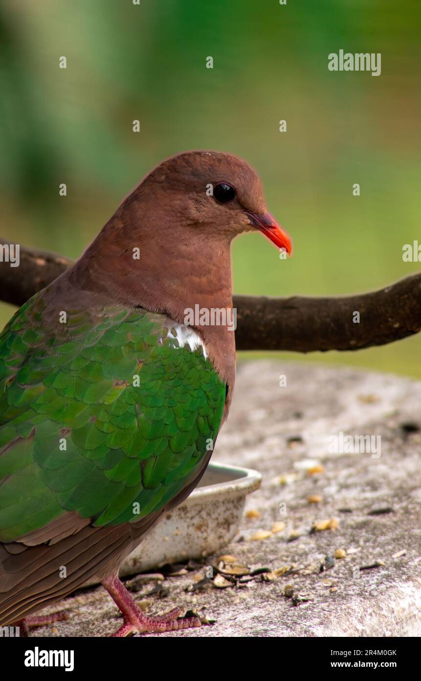 Pacific dove hi-res stock photography and images - Alamy