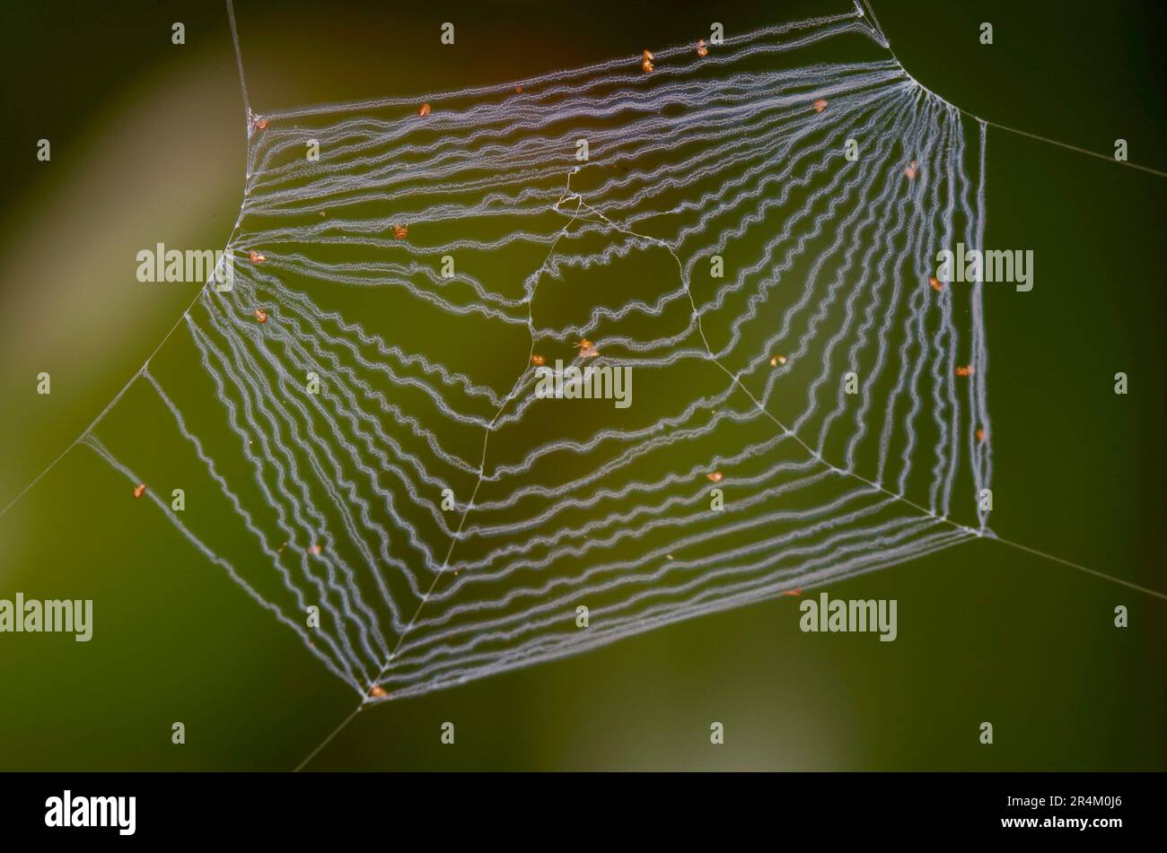 Net of Net Casting Spider Stock Photo - Alamy