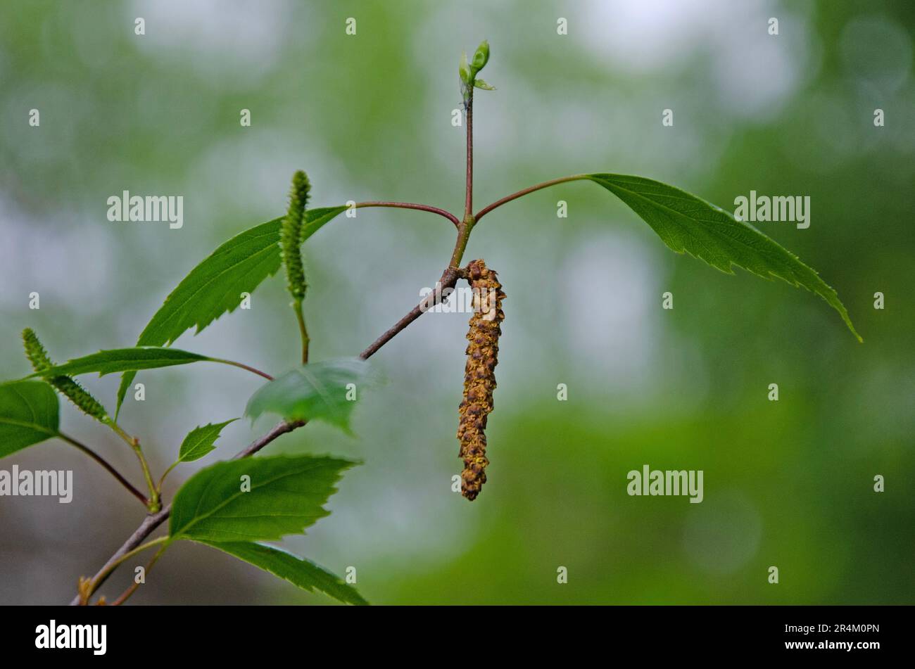 Silver birch, weeping birch. Betula pendula. Close up macro image of ...