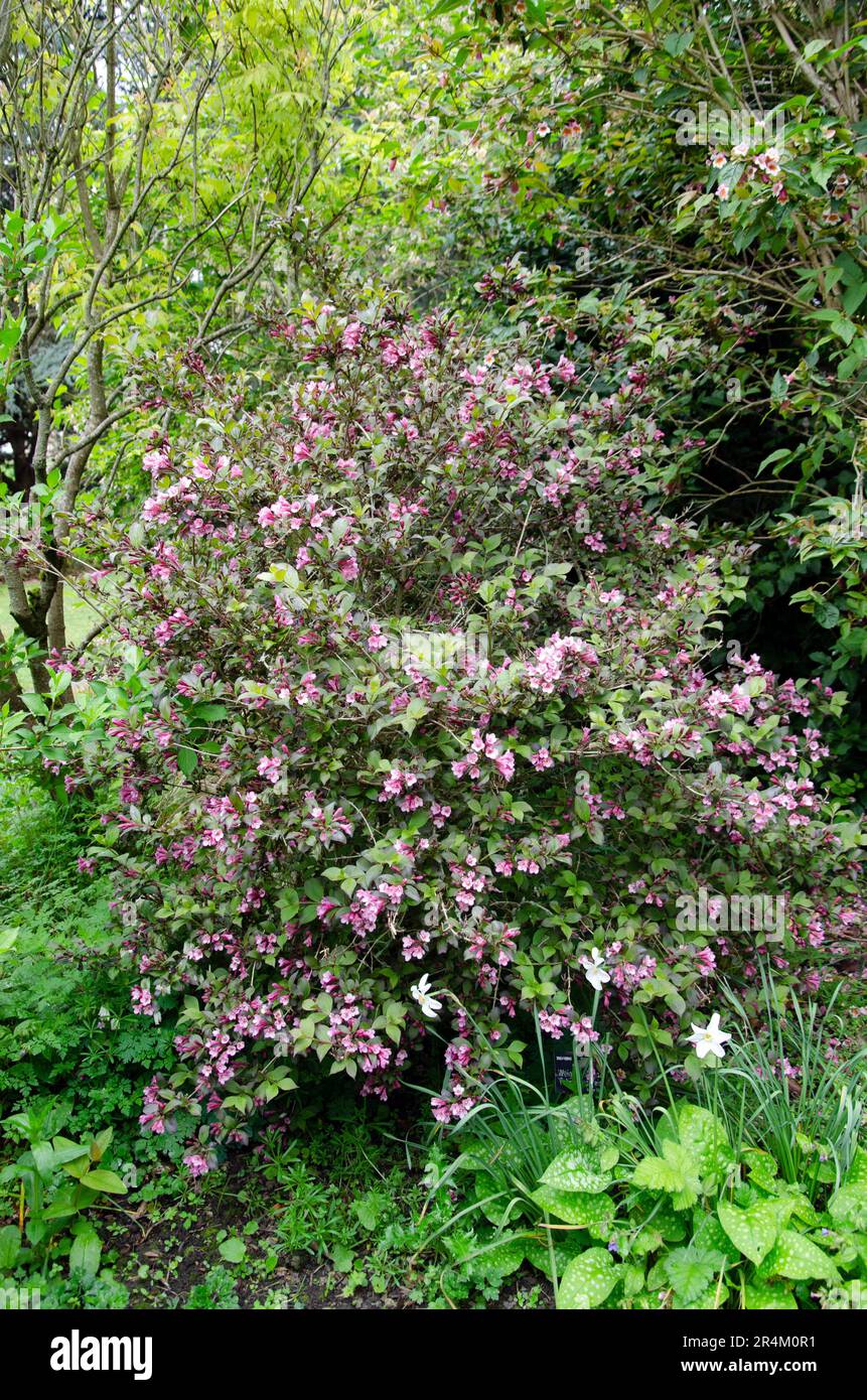 Weigela florida, whole shrub in spring. Full image of plant Stock Photo ...