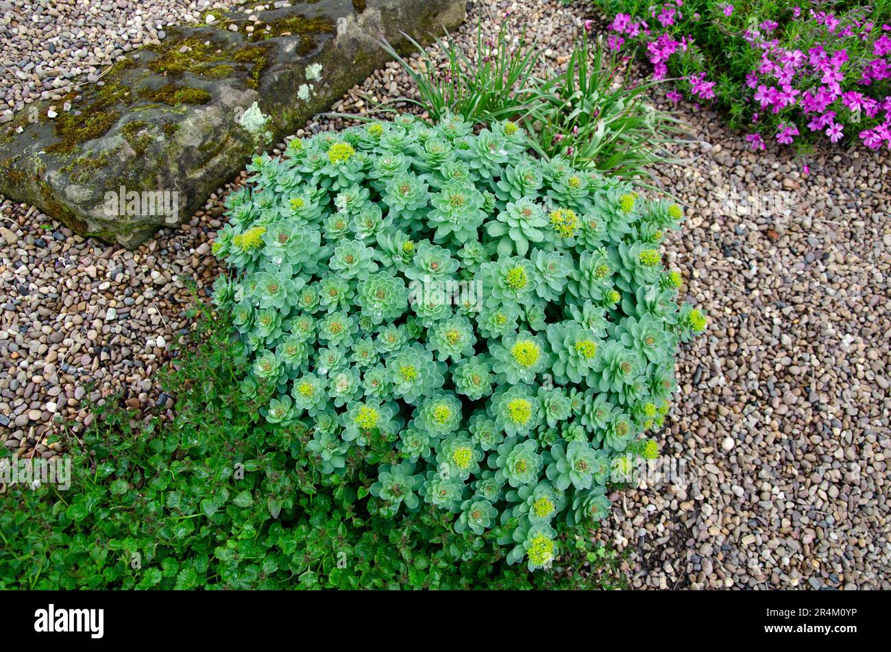 Roseroot stonecrop shrub in bloom. Sedum rosea Stock Photo - Alamy