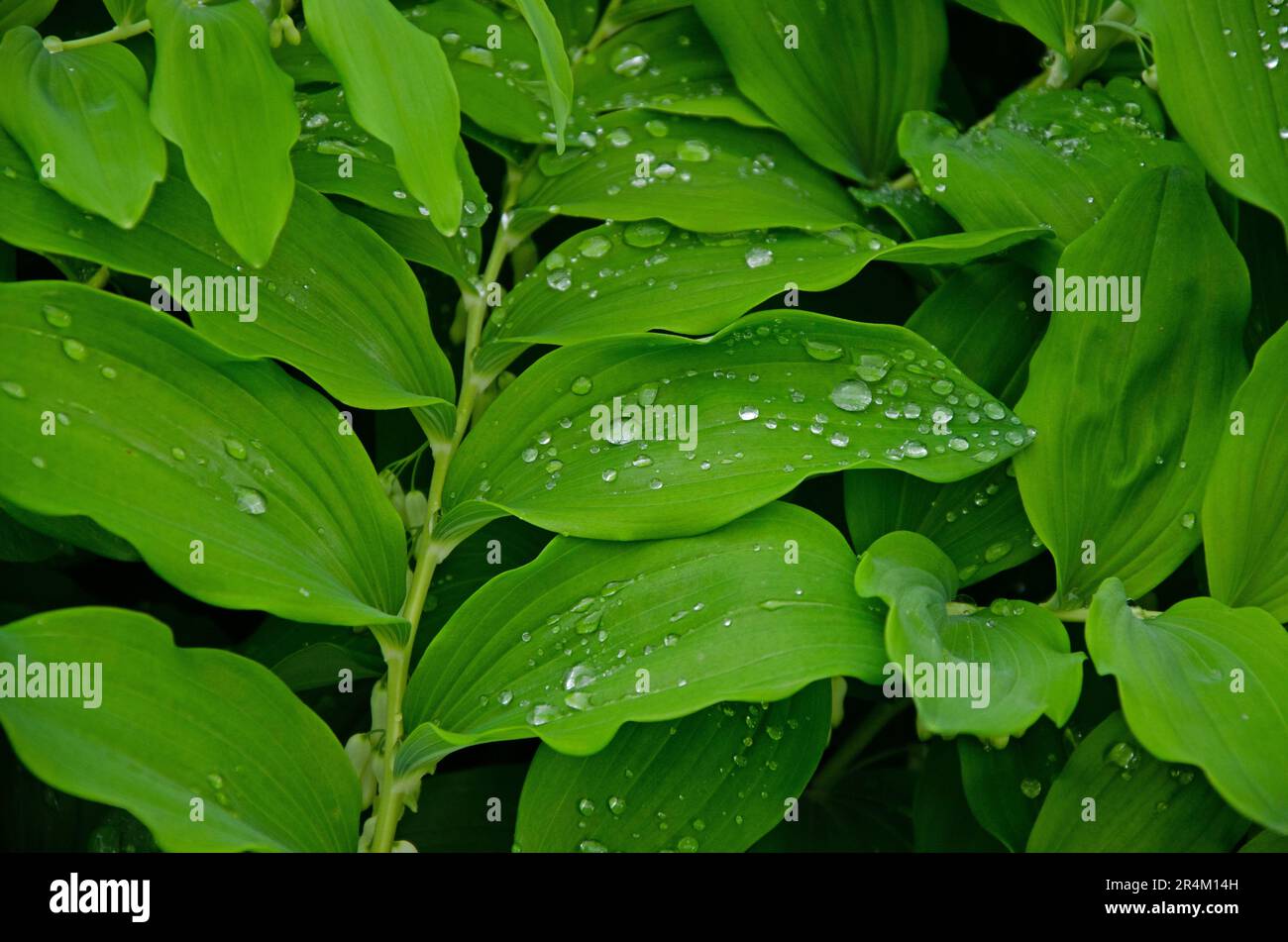 Solomon seal fragrant hi-res stock photography and images - Alamy