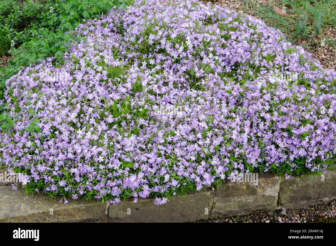 Sticky purple geranium, full frame image of shrub. Geranium ...