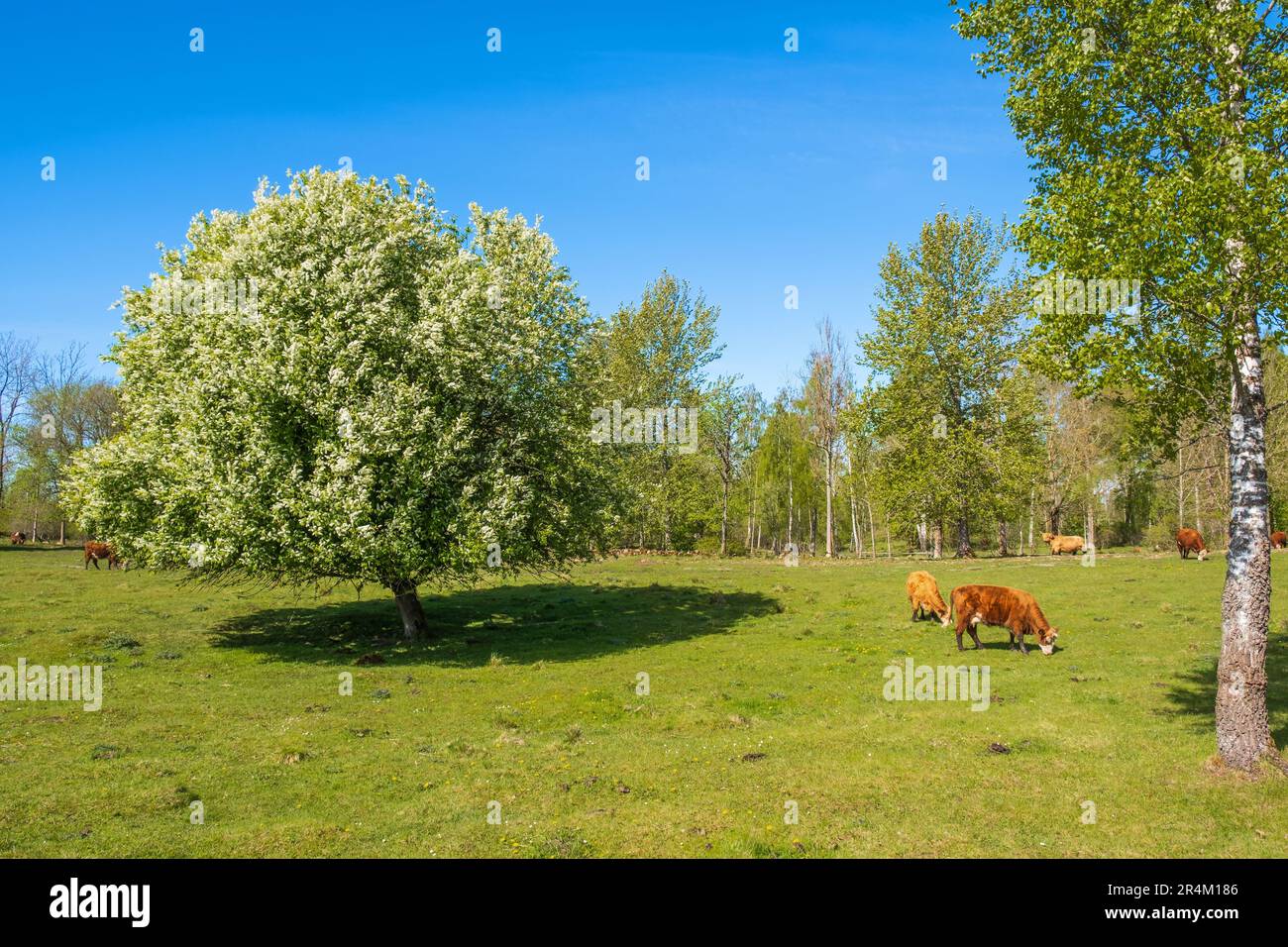 Flowering tree on a meadow with grazing cows Stock Photo - Alamy
