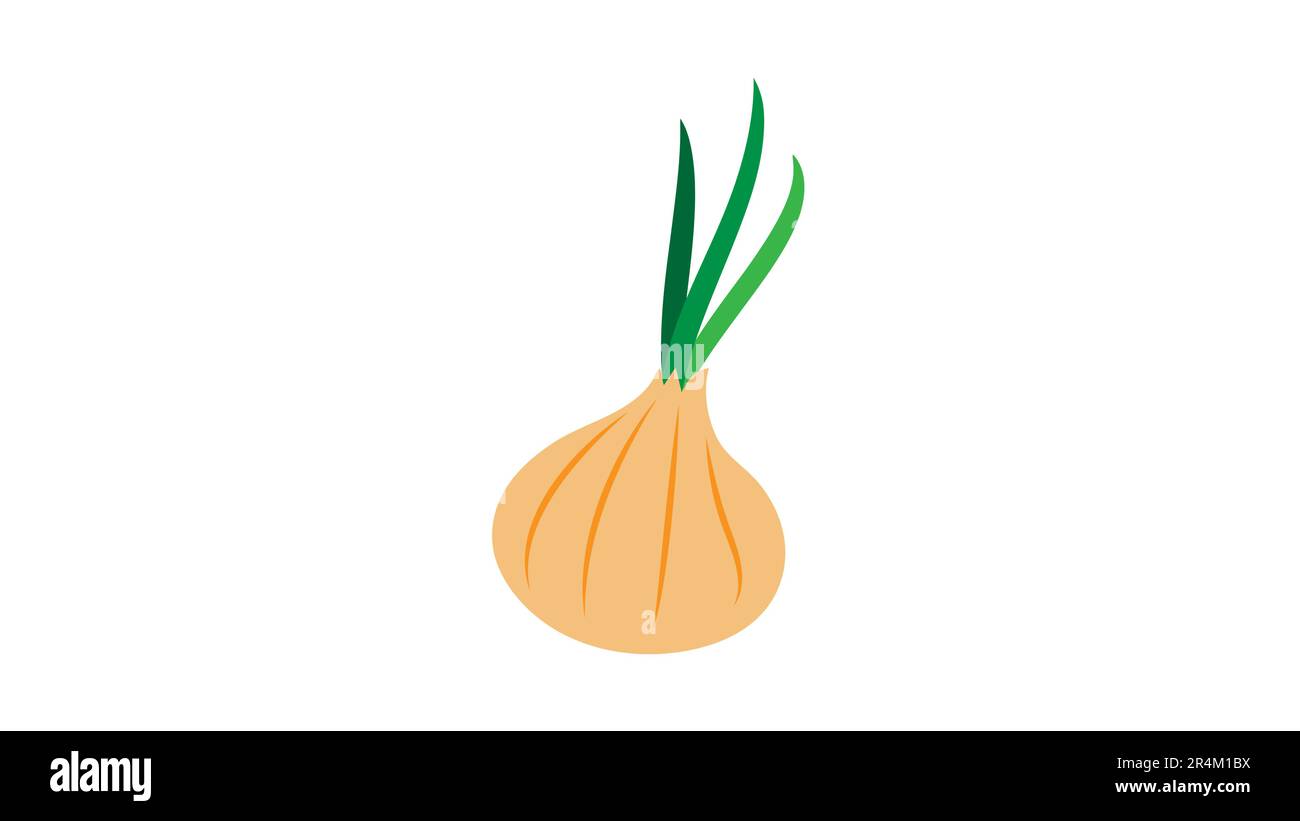Onion bulb with green leaves and bud on white background. Spice ...