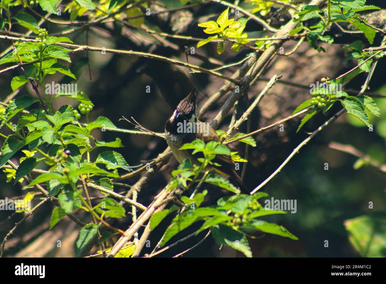 bird sitting on the tree branch Stock Photo - Alamy