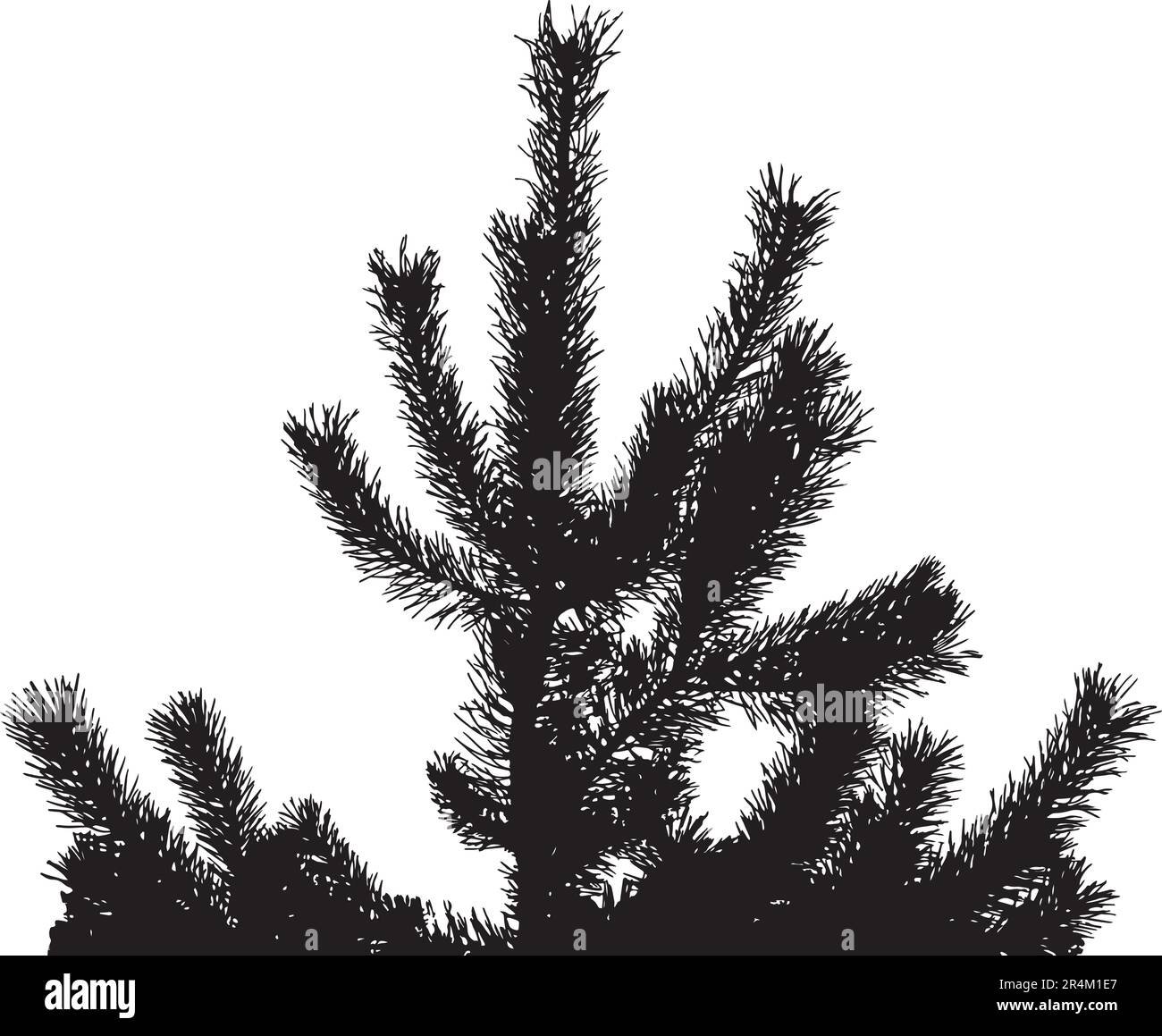Fir Tree Branch Silhouette