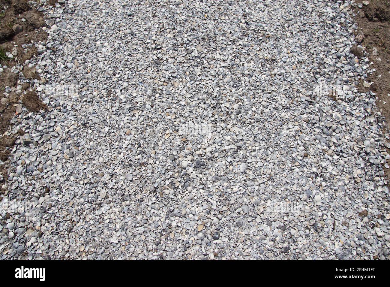 Close up Shell walking path. Broken seashells, shells. Texture ...