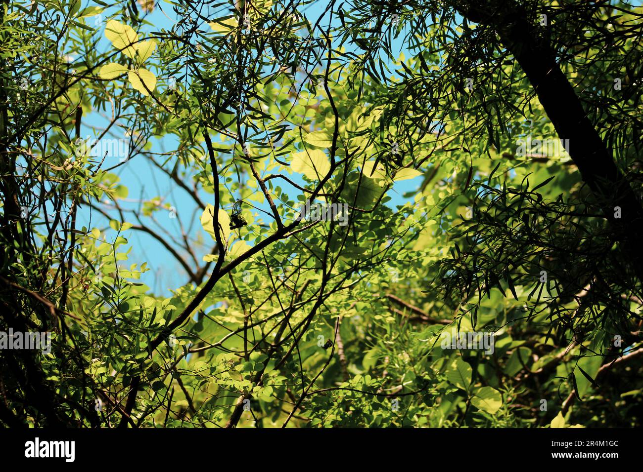 forest tree leaves view Stock Photo - Alamy