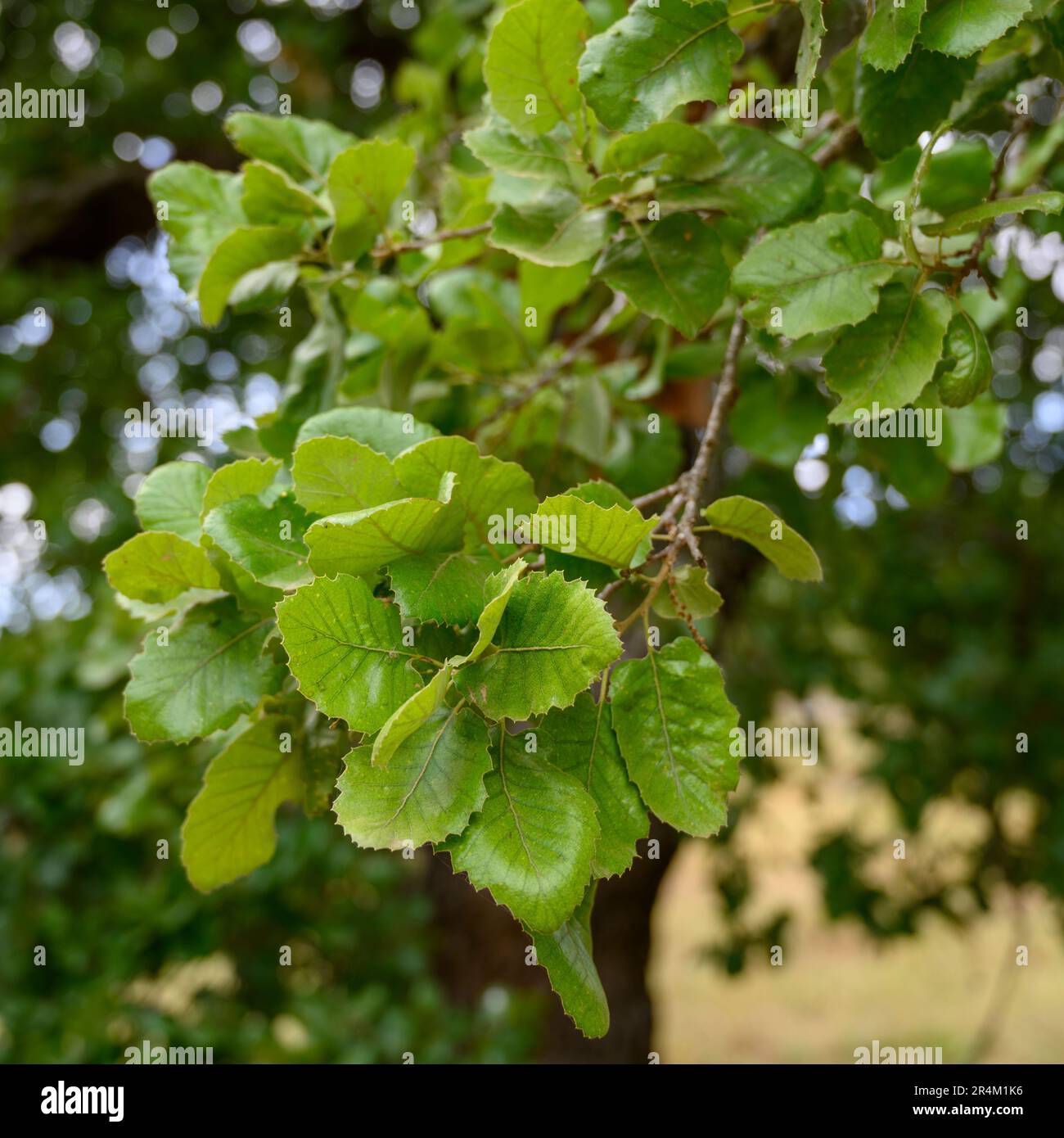 Quercus ithaburensis, the Mount Tabor oak, is a tree in the beech ...