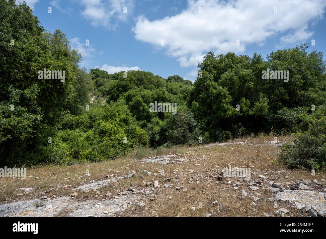 Quercus ithaburensis, the Mount Tabor oak, is a tree in the beech ...