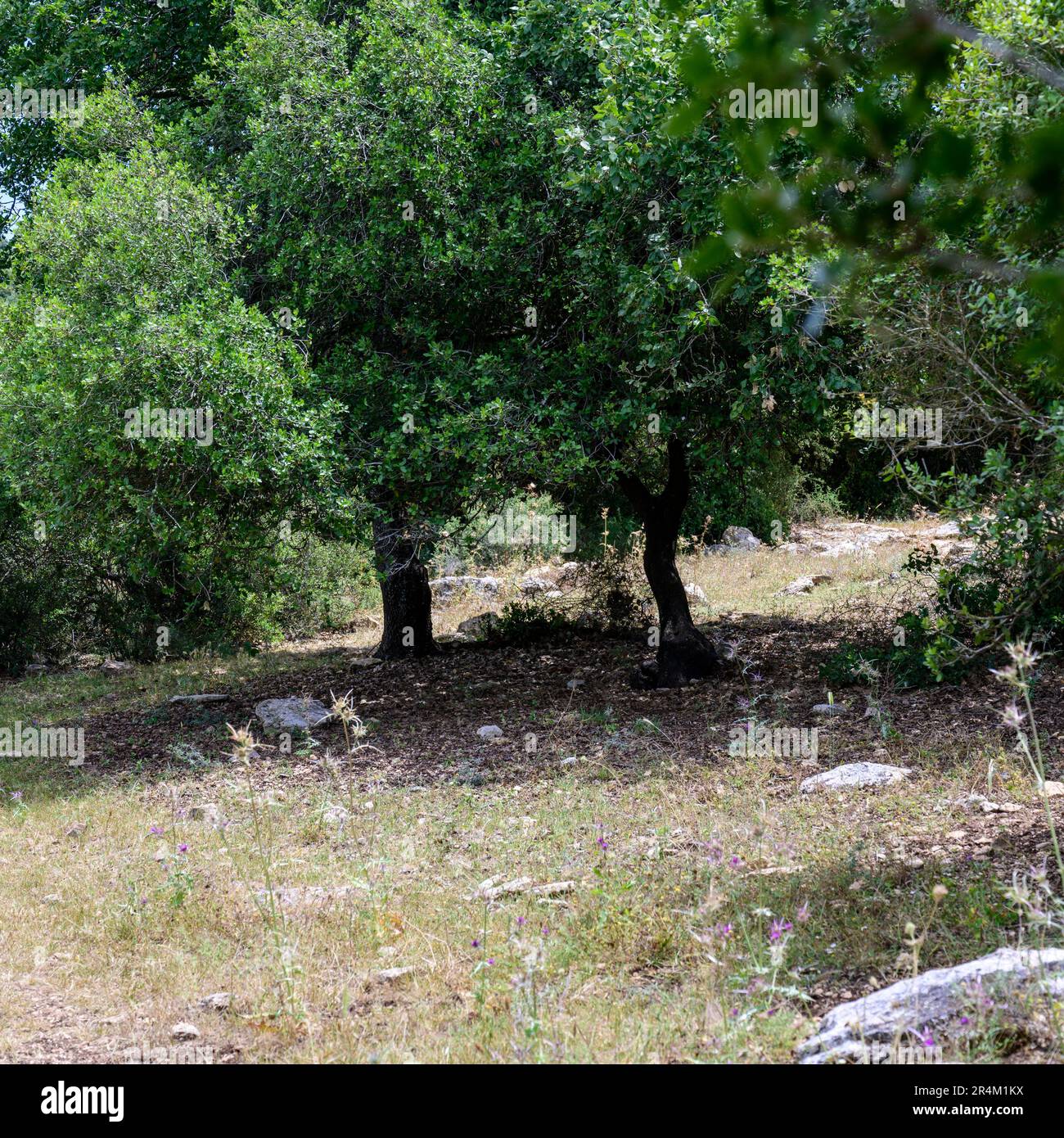 Quercus ithaburensis, the Mount Tabor oak, is a tree in the beech ...