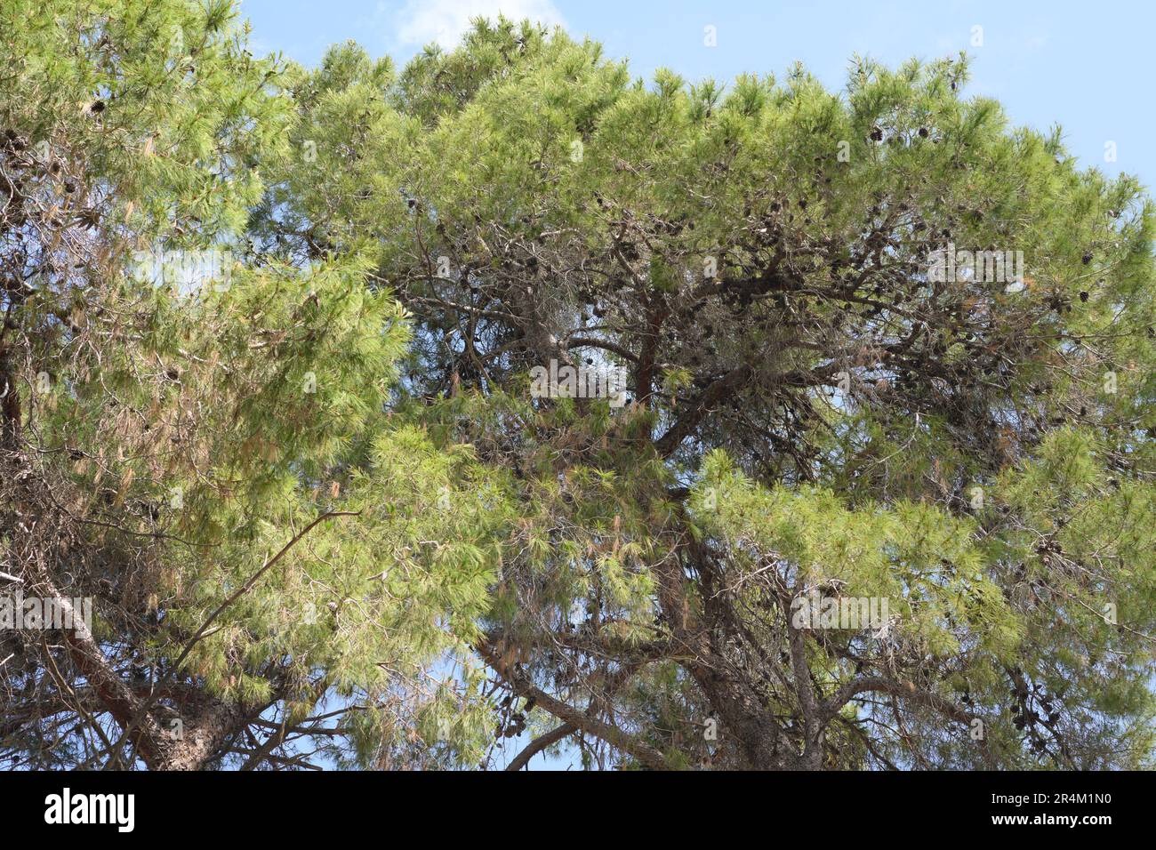 Pine tree on blue sky background photographed in the Jezreel Valley ...