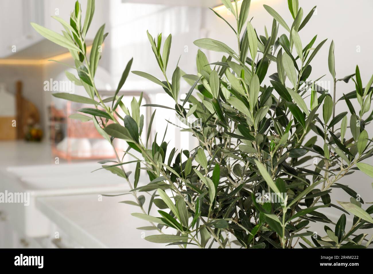 Beautiful olive tree hi-res stock photography and images - Alamy