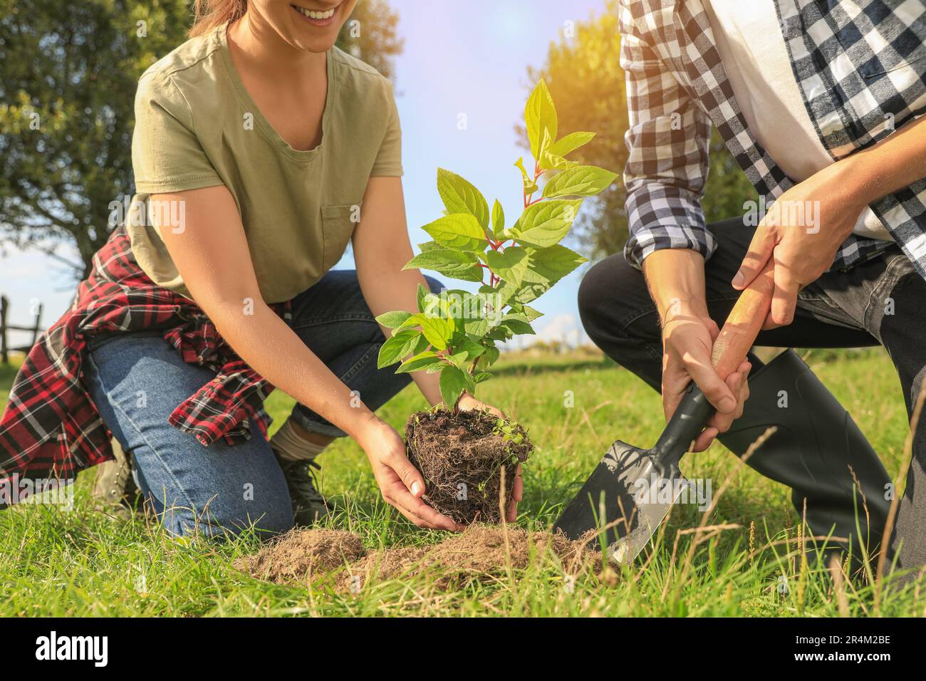Couple planting young green tree together outdoors, closeup Stock Photo ...