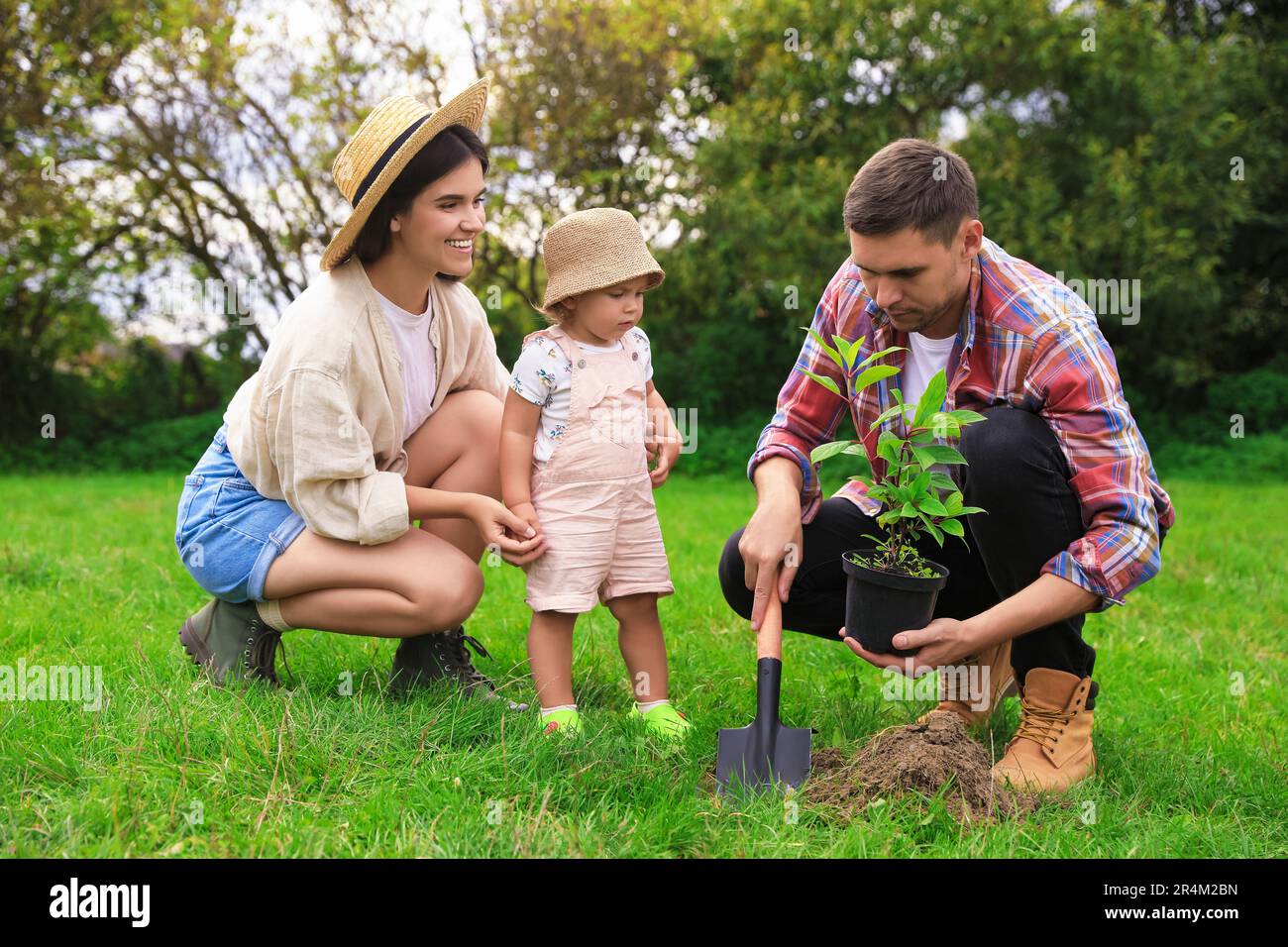 Family planting young tree together in garden Stock Photo - Alamy