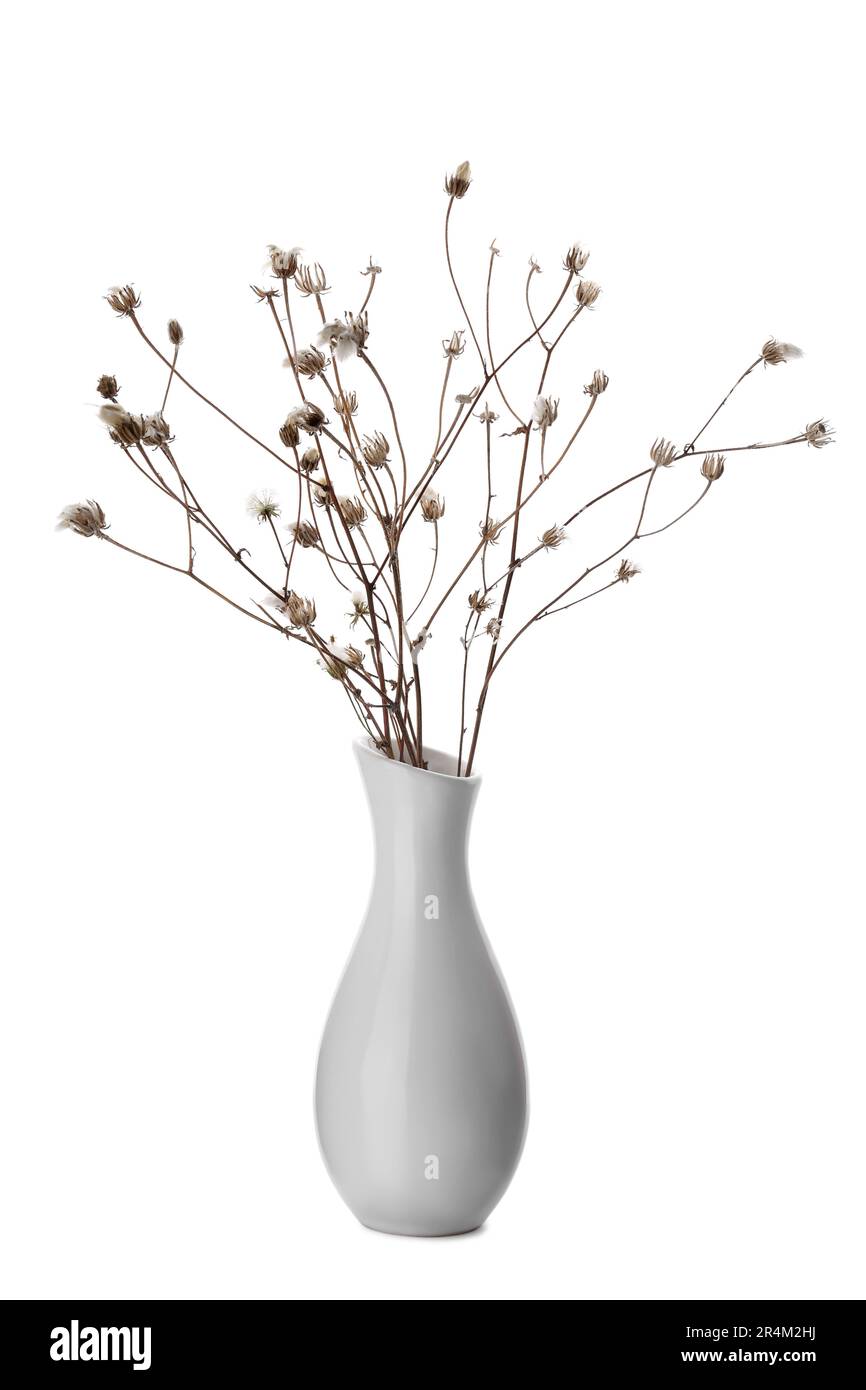 Beautiful plant in ceramic vase on white background Stock Photo - Alamy