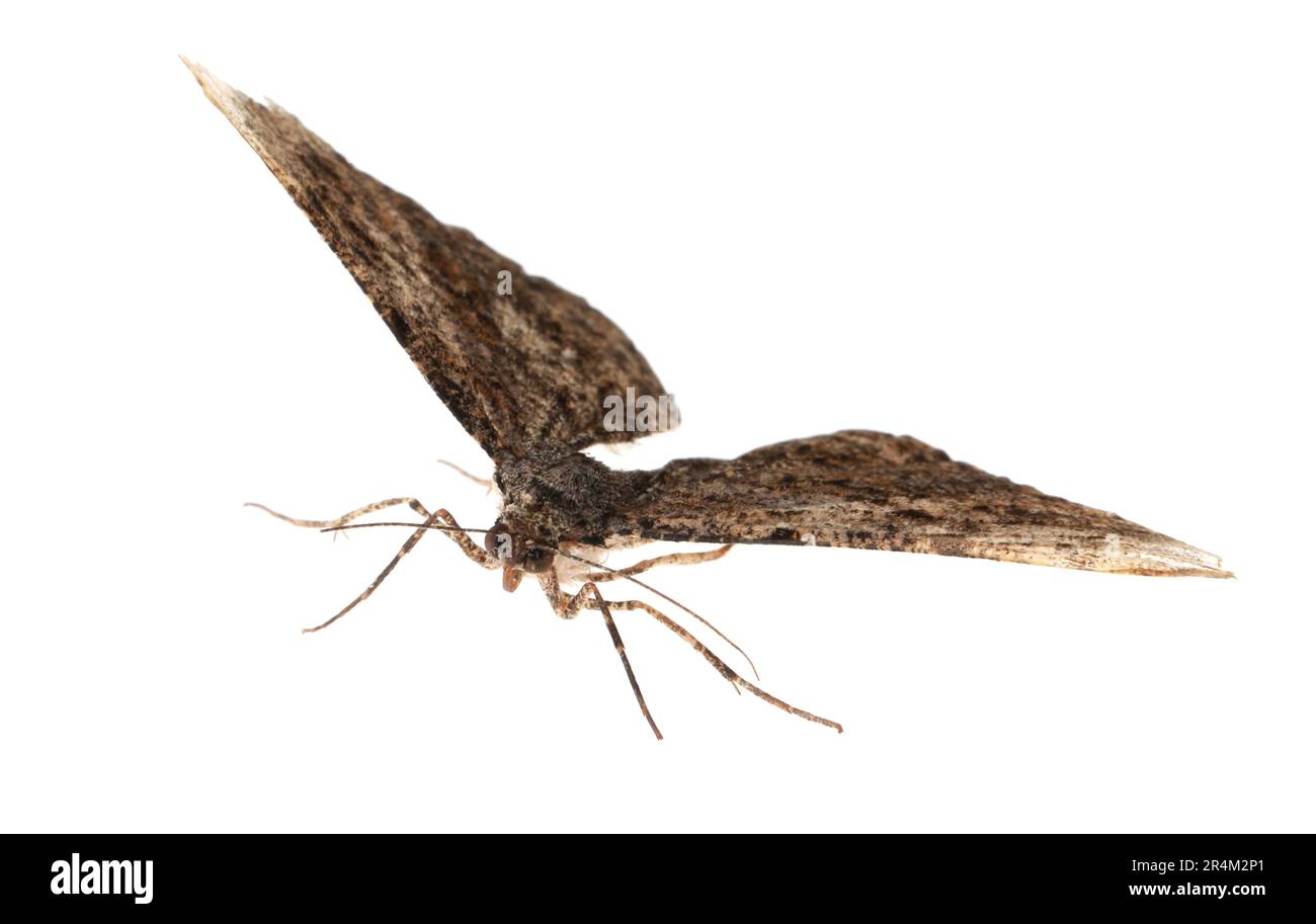 Single Alcis repandata moth flying on white background Stock Photo - Alamy