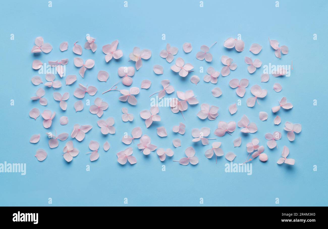 Flat lay composition with beautiful hortensia flowers on light blue ...