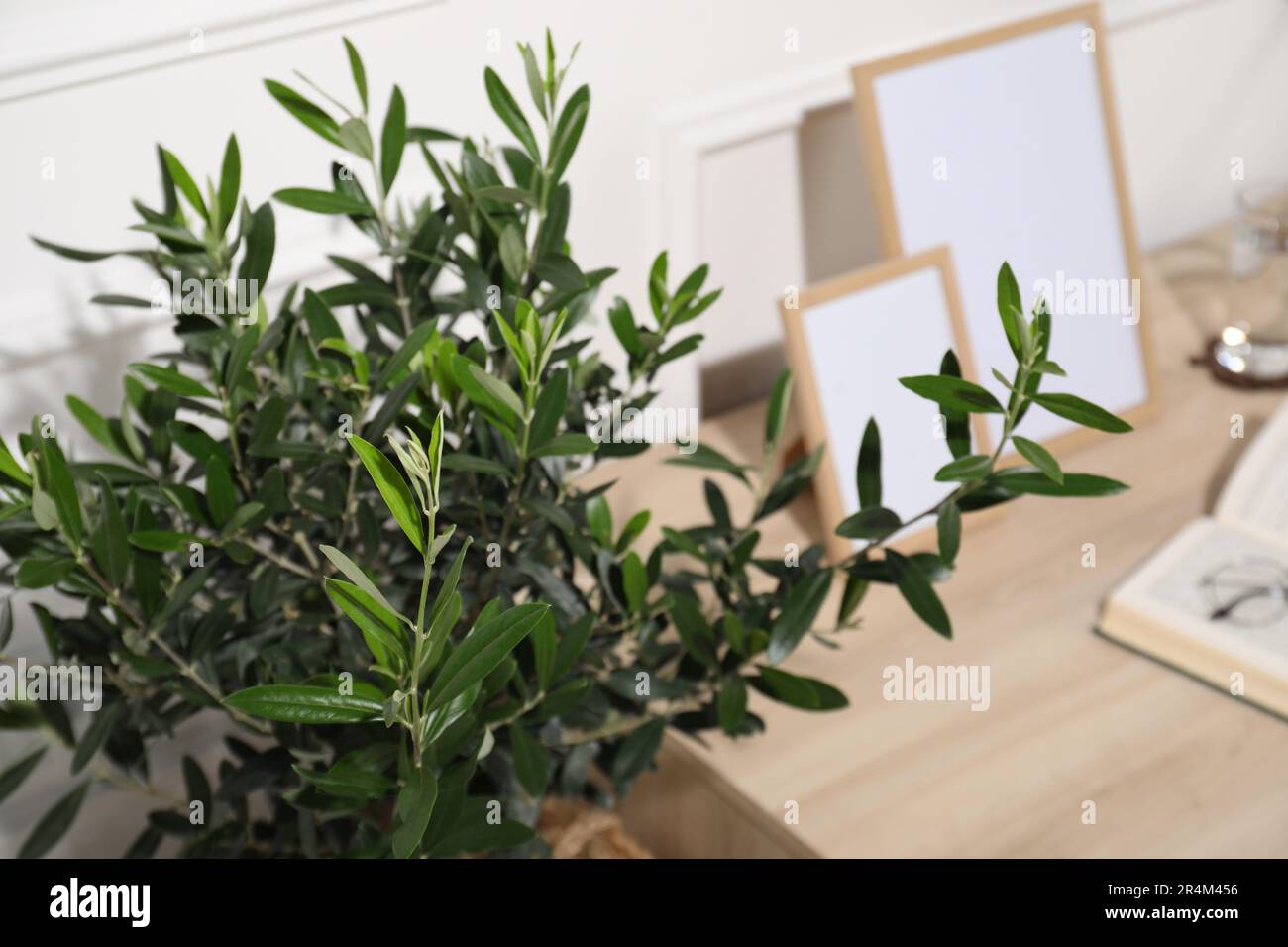 Beautiful young olive tree near table indoors, closeup. Interior ...