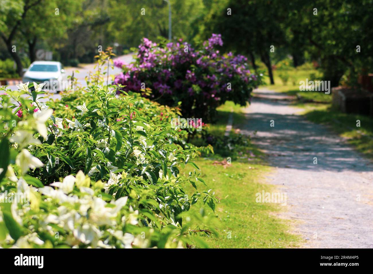 flowers pathway background in Islamabad Stock Photo - Alamy