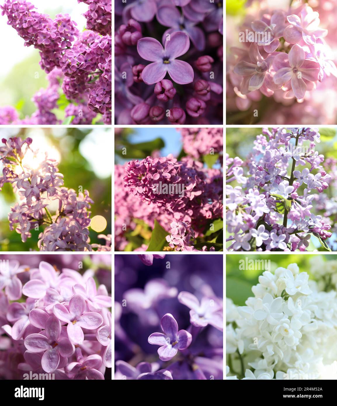Collage with photos of beautiful lilac flowers Stock Photo - Alamy