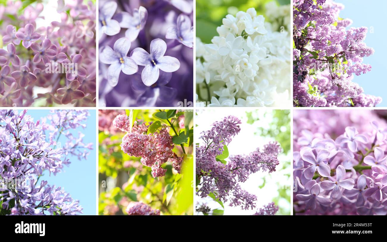 Collage with photos of beautiful lilac flowers Stock Photo - Alamy