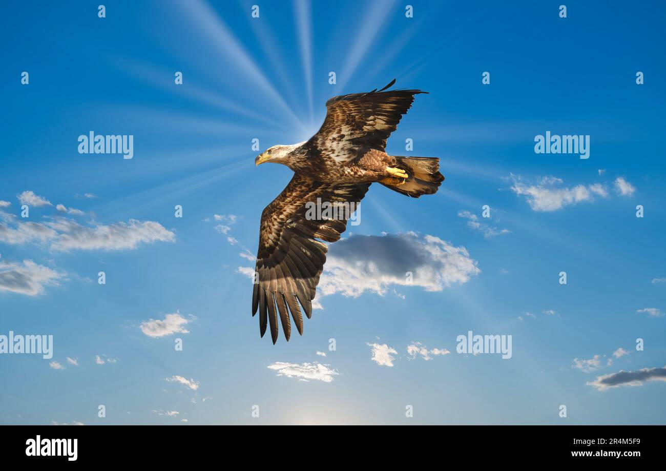 Magnificent Bald Eagle soaring in a blue sky over clouds with sunrays ...