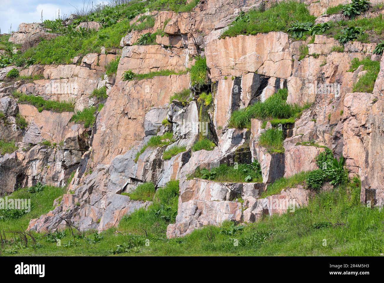 Sheer stone basalt cliffs overgrown with green lush vegetation and ...