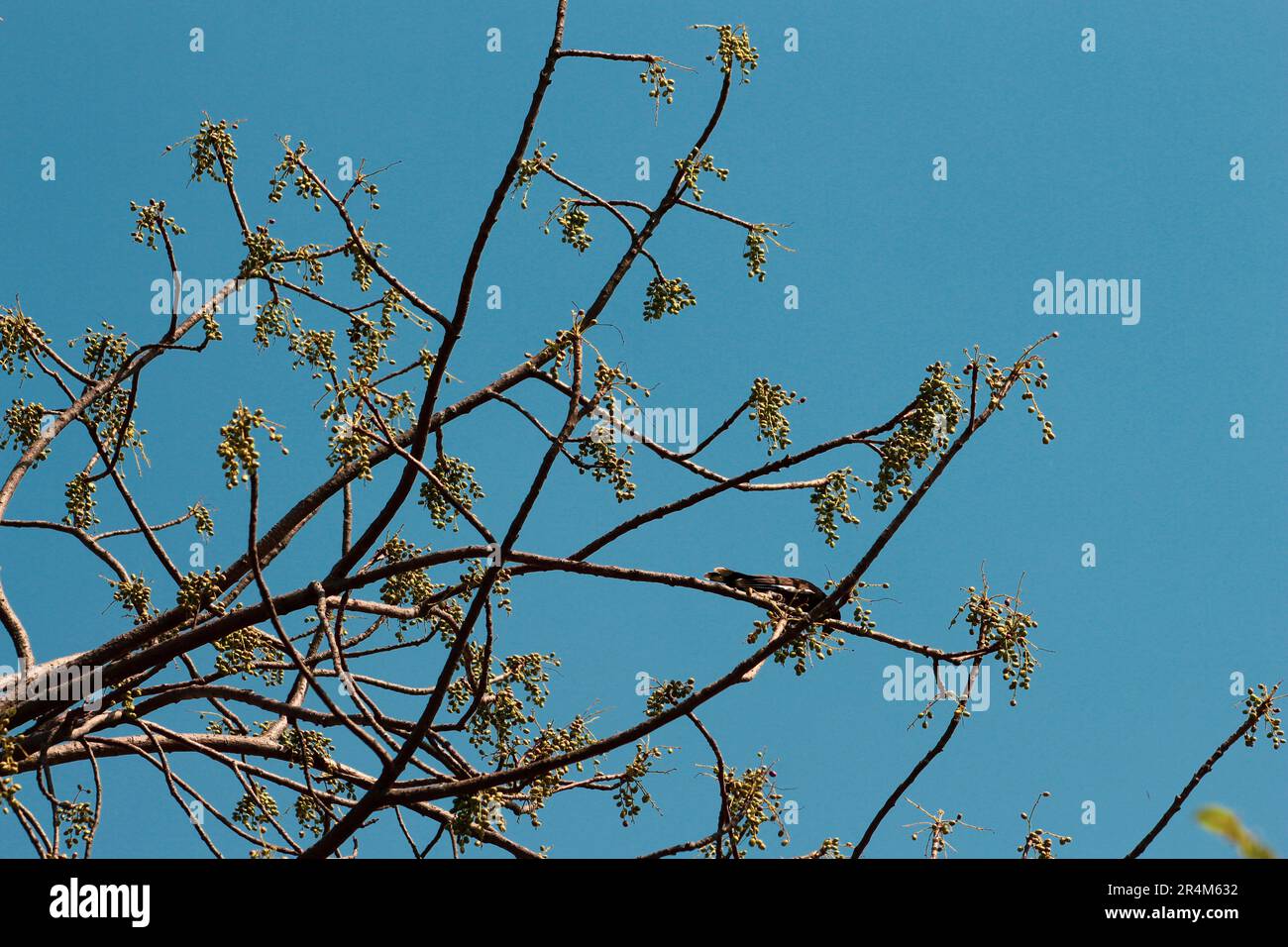 Melia tree in sky background Stock Photo - Alamy