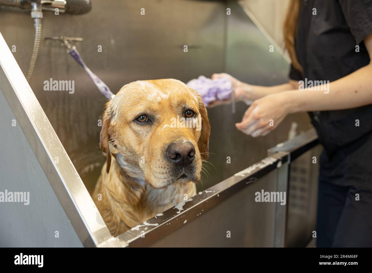 Female groomers gently washing Labradoodle dog with shampoo in bathroom ...