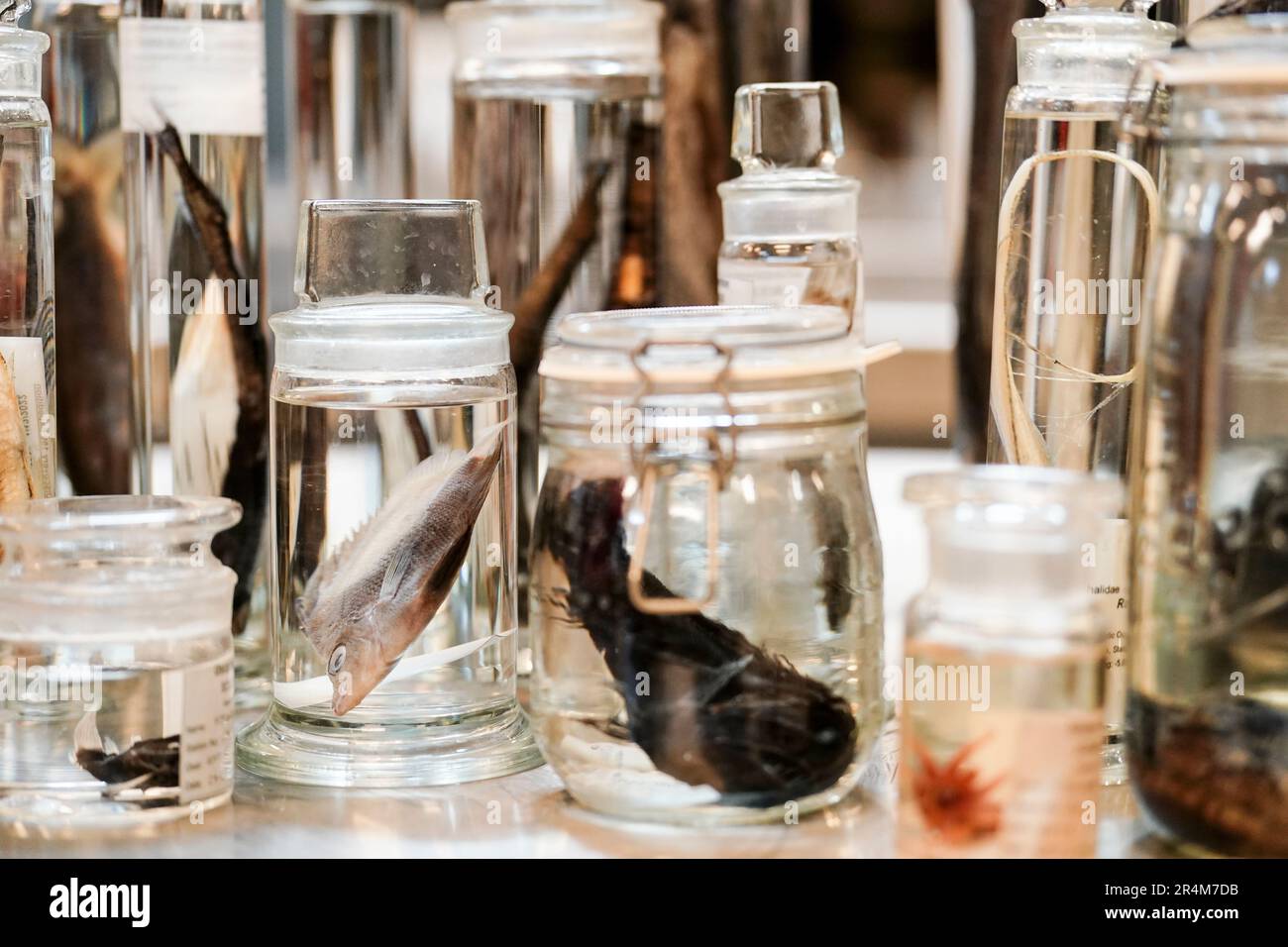 Various specimen collected during the expedition being preserved at the ...