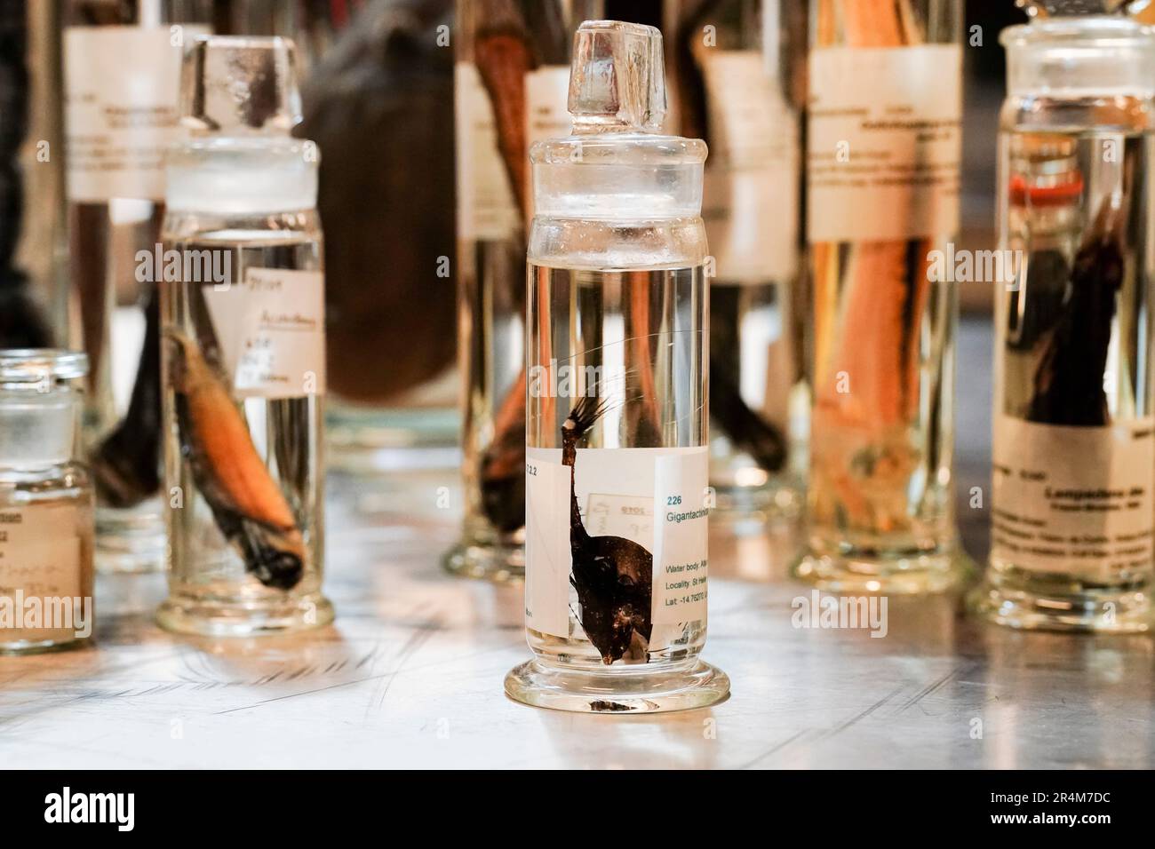 Various specimen collected during the expedition being preserved at the ...