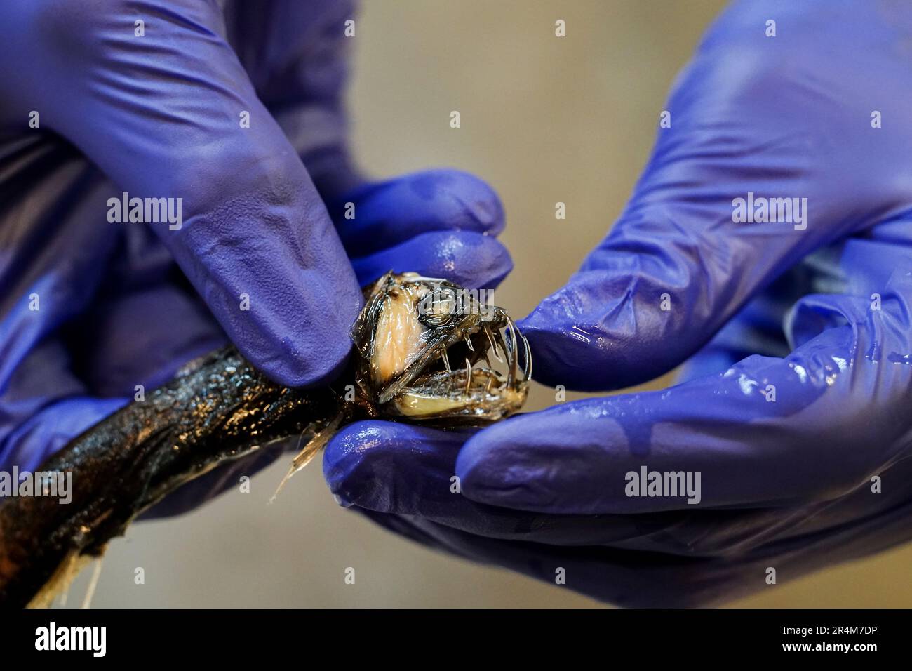 Various specimen collected during the expedition being preserved at the ...