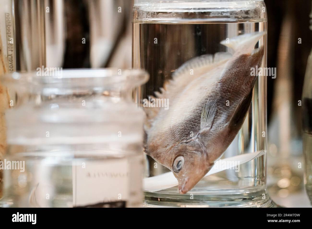 Various specimen collected during the expedition being preserved at the ...