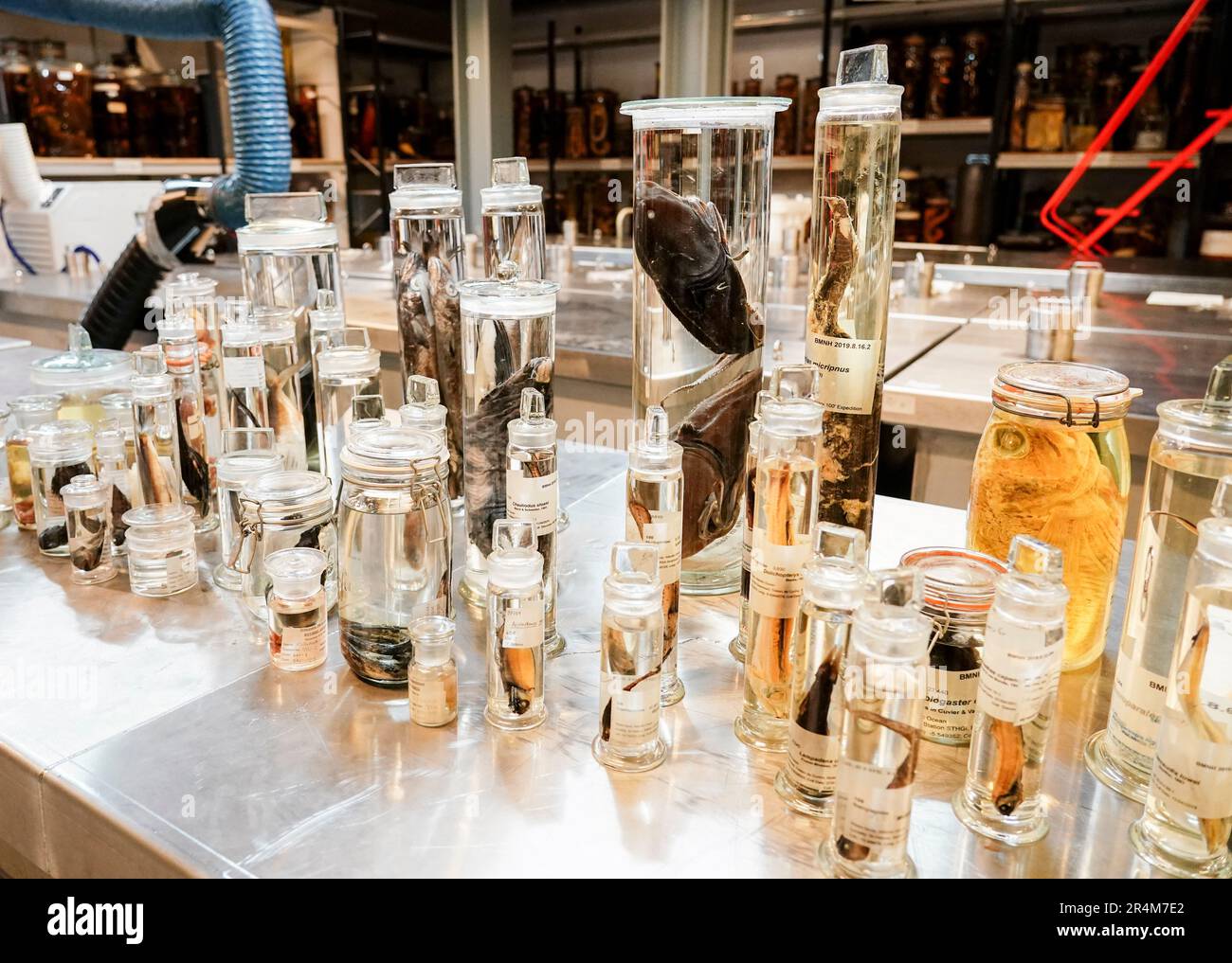 Various specimen collected during the expedition being preserved at the ...