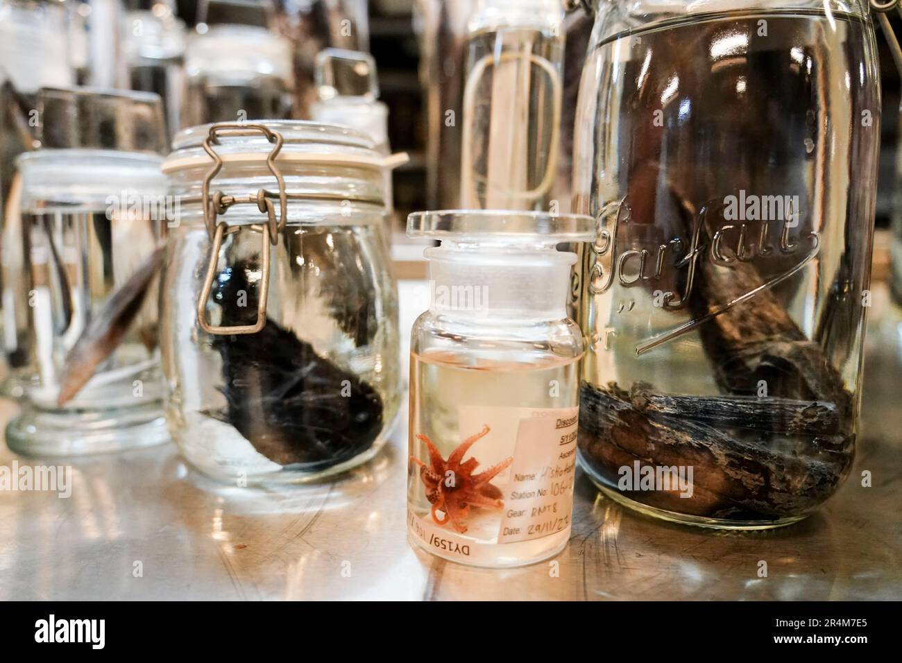 Various specimen collected during the expedition being preserved at the ...