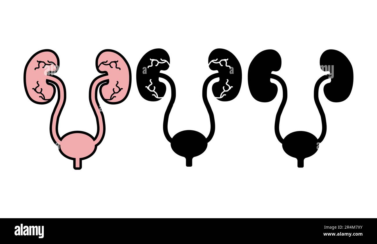 Set of Urology health human icon, anatomy medical body bladder sign ...